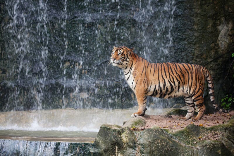 Large striped tiger stock image. Image of conservation - 25775289