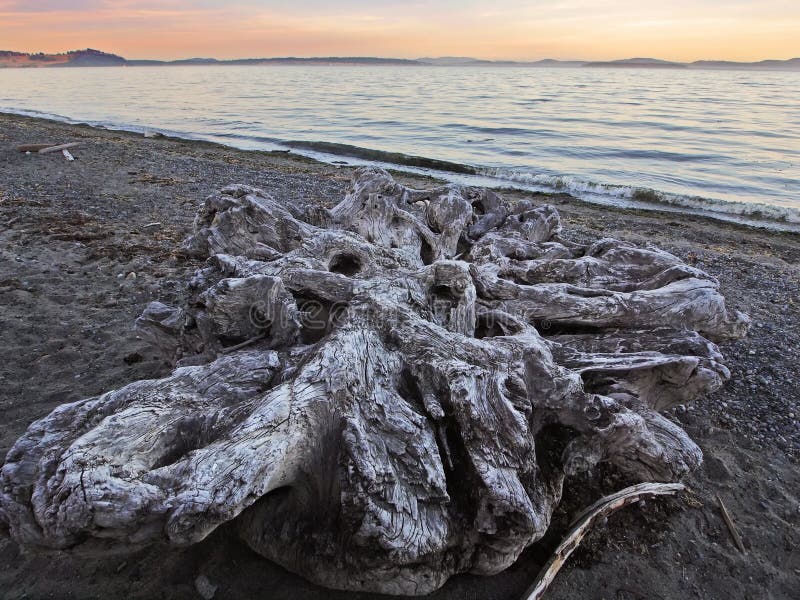 Large Stump among the Driftwood Scattered on the Ocean Beach Stock ...