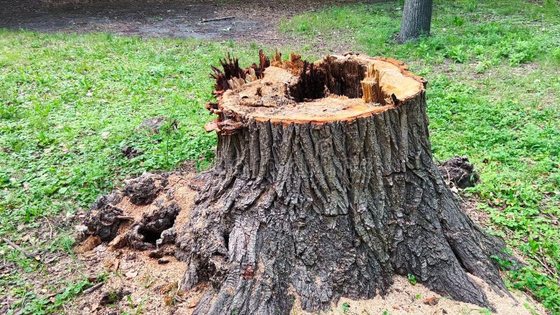 Large Stump of Felled Old Tree Rotting from Inside Stock Footage ...
