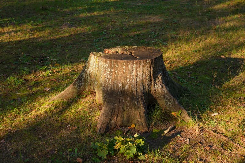 Large stump of an old tree stock image. Image of garden - 254433665