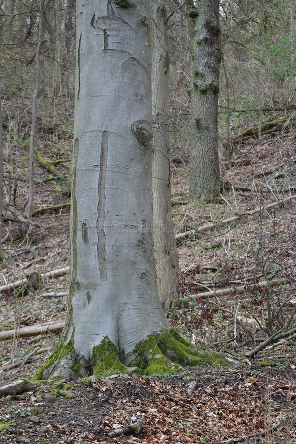Sturdy Beech stock image. Image of healthy, intact, beech - 273786417