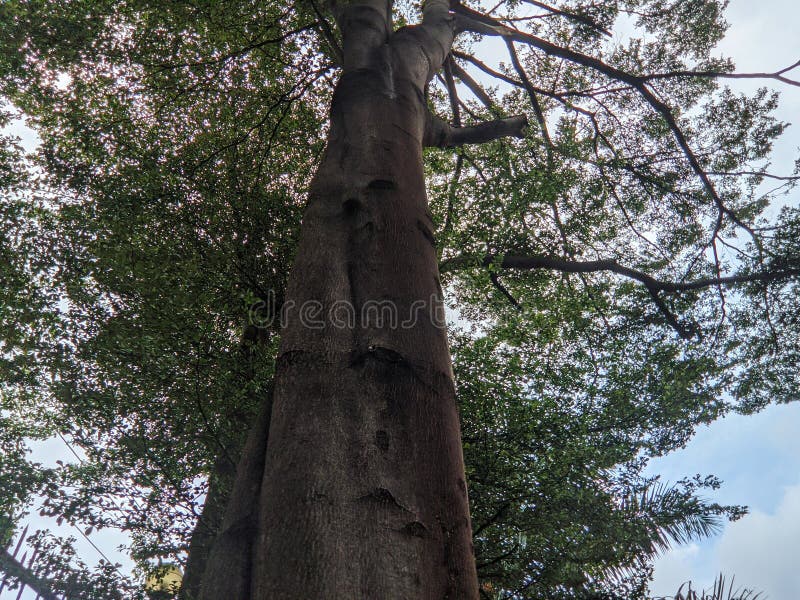 A Large, Sturdy Tree with a Beautiful Texture on Its Trunk. and Cloudy ...