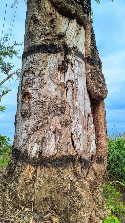 A large, sturdy tree trunk stock image. Image of horizontal - 306154195