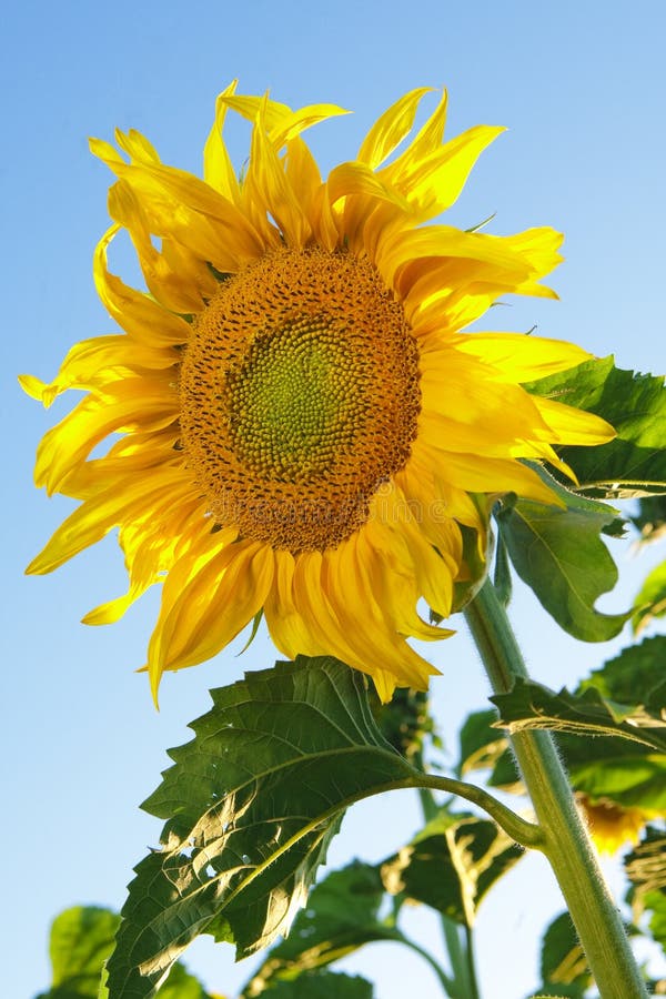 Large sunflower stock image. Image of heaven, industrial - 18552841