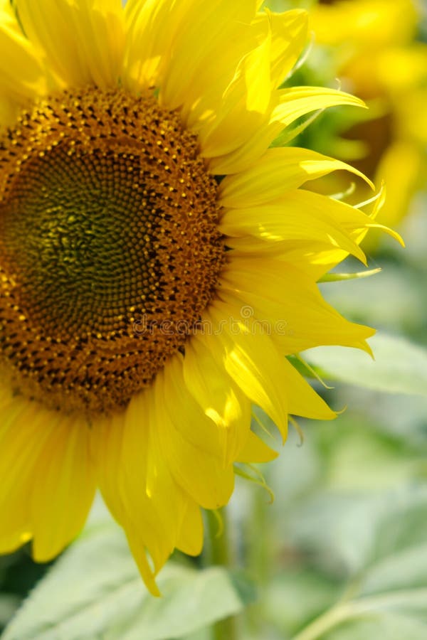Large Sunflower Flower Against Sunflower Field, Bright Sunflower ...