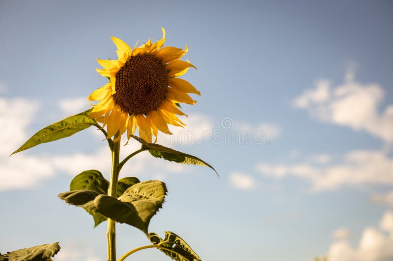 Large Sunflower Grows Alone Against the Blue Sky Stock Photo - Image of ...