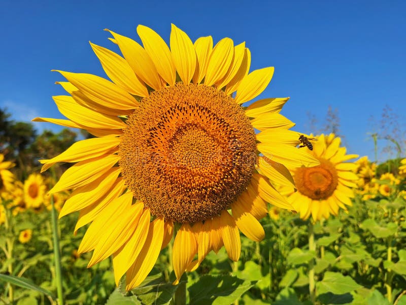 A Large Sunflower Grows in a Field Stock Photo - Image of field, blue ...