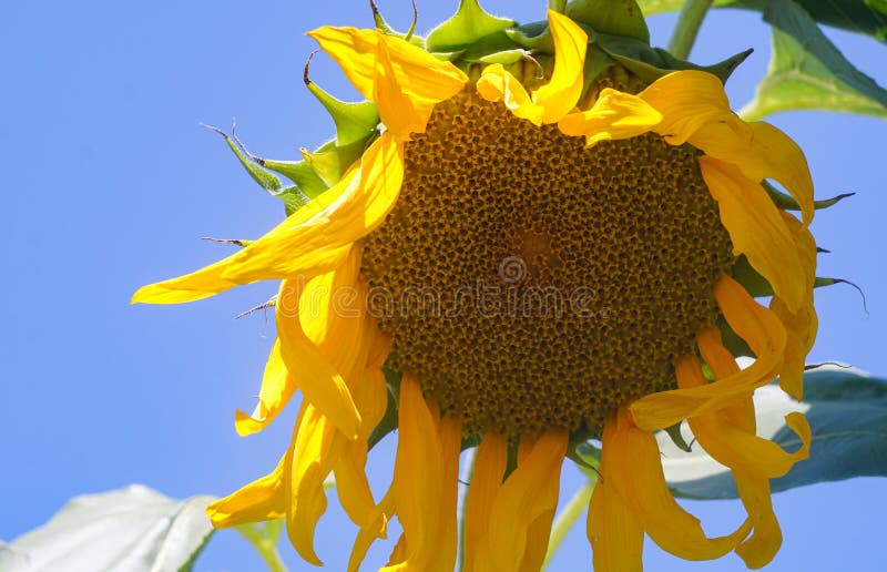 A large sunflower head stock image. Image of orange - 230706847