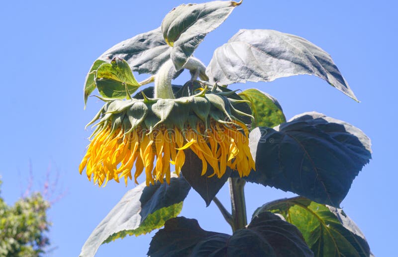 A large sunflower head stock image. Image of yellow - 230707193