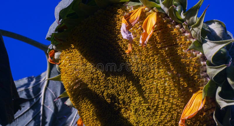 A large sunflower head stock image. Image of growth - 230707931