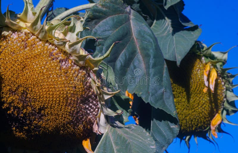 A large sunflower head stock image. Image of farm, leaf - 230708623