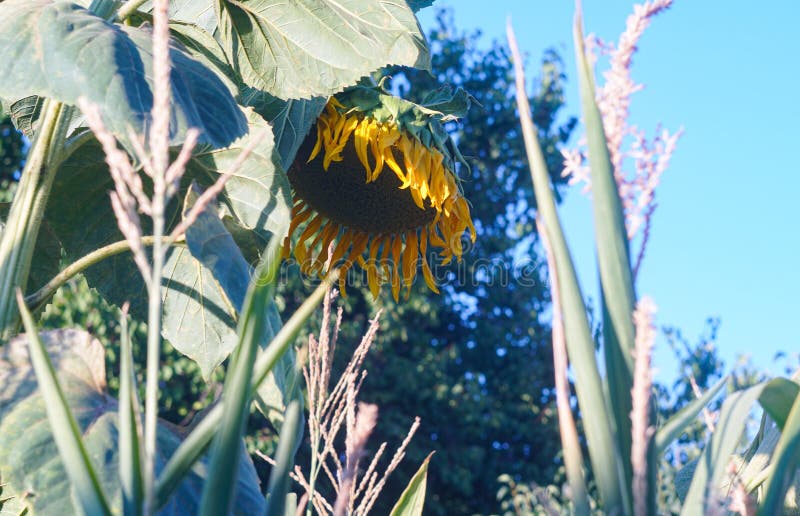 A large sunflower head stock photo. Image of floral - 230709220