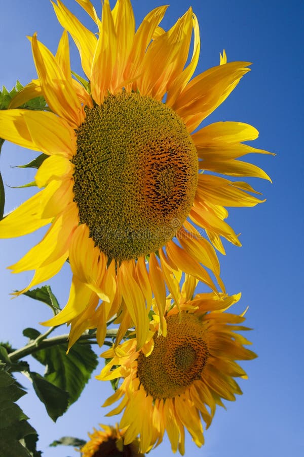 Large sunflowers stock image. Image of blooming, beautiful - 16408007