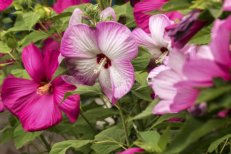 Different Colors of Hibiscus Stock Photo - Image of gentle, flowers ...