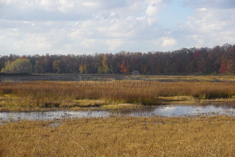 Large Swamp Like Area Stock Photos - Free & Royalty-Free Stock Photos ...