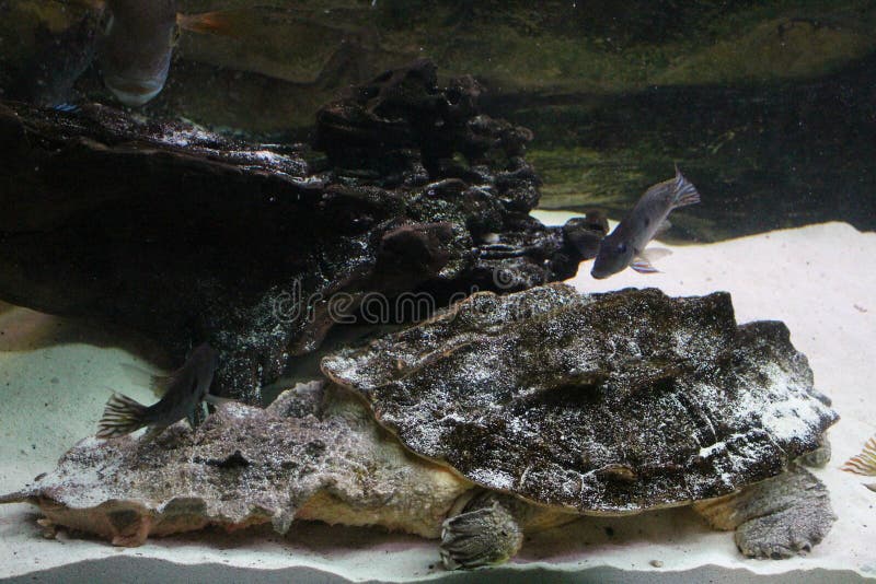 A Large Swamp Turtle Sits in the Terrarium Stock Photo - Image of south ...