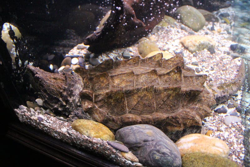 A Large Swamp Turtle Sits in the Terrarium Stock Photo - Image of pond ...