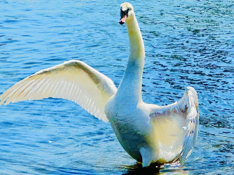 Large Swan Showing Off Wing Span Stock Image - Image of action, pattern ...