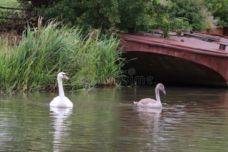 Large Swans with Water Proof Feathers Stock Photo - Image of swans ...