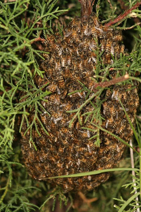 Large Swarm of Bees Around a Bush Stock Photo - Image of leaf, nest ...