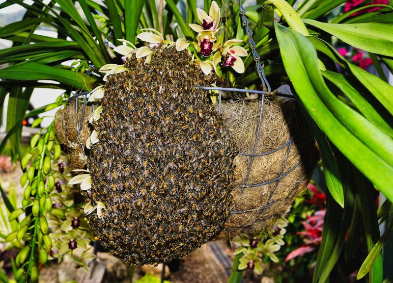 A large swarm of bees stock photo. Image of flower, insect - 331561760