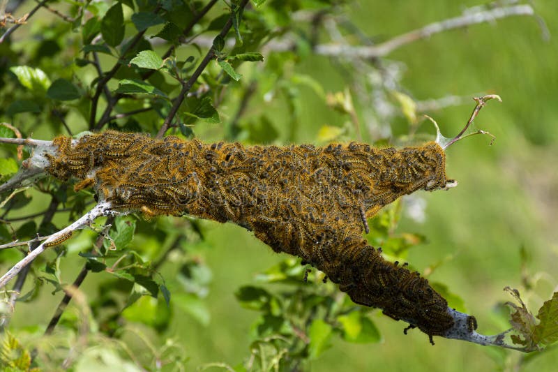Image of Caterpillars of Common Mime Isolated on White Background ...