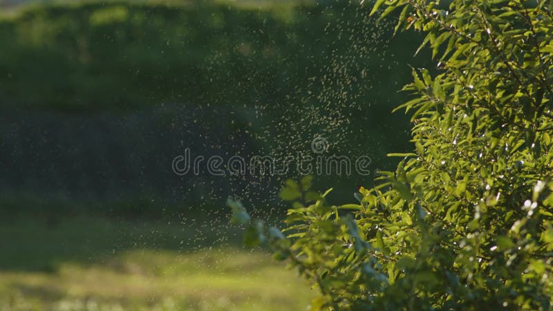 Large Swarm of Tiny Insects. Stock Footage - Video of animal, wildlife ...