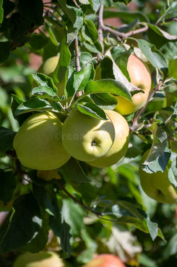Large Sweet Braeburn Apples Ripening on Tree in Fruit Orchard Stock ...