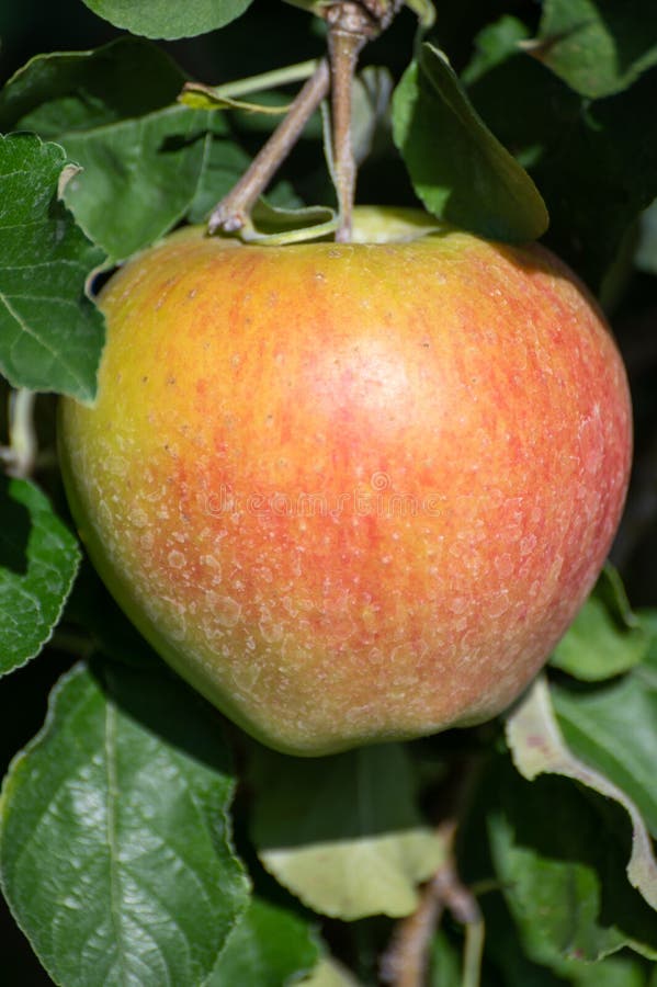 230 Braeburn Apple Tree Stock Photos - Free & Royalty-Free Stock Photos ...