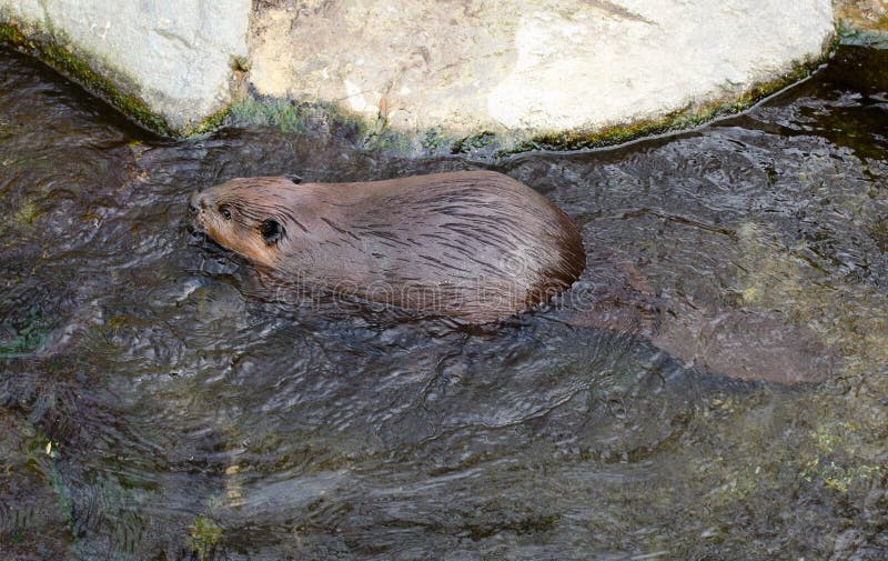 Swimming Beaver Looking in the Camera Stock Image - Image of biology ...