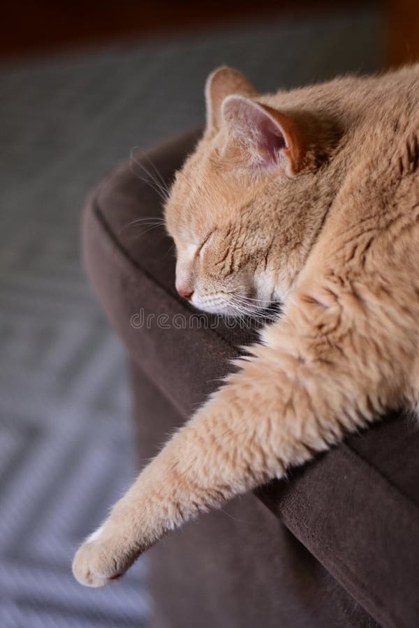 Large Tabby Cat Lies on Its Back on the Bed, Turning Its Head To the ...