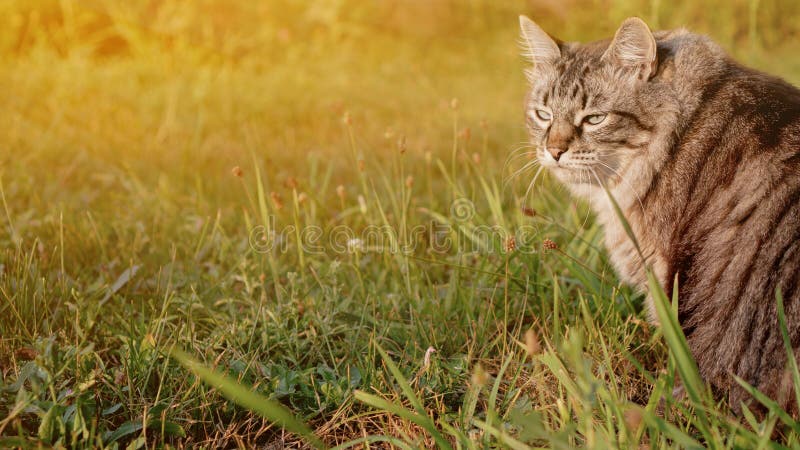 Large Tabby Cat Lies on Its Back on the Bed, Turning Its Head To the ...