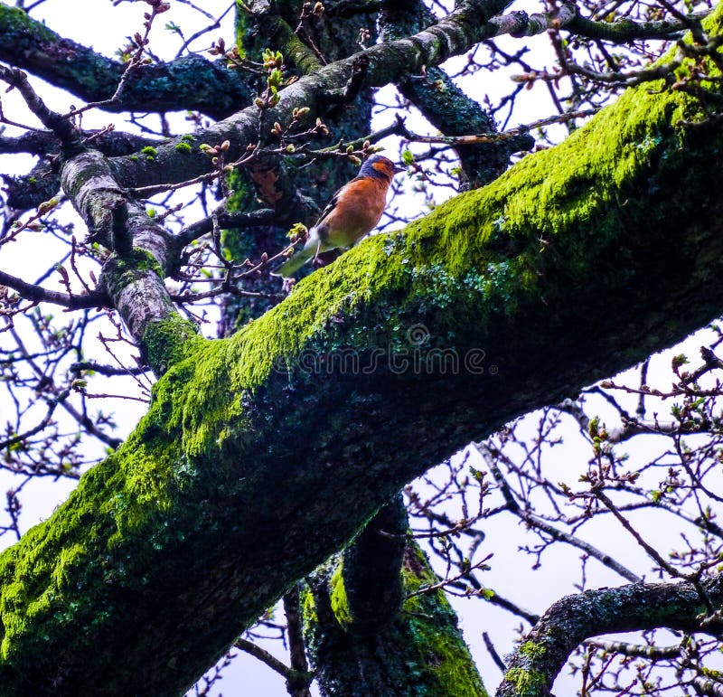 A Red Breasted Bird on a Mossy Tree Stock Image - Image of fowl ...