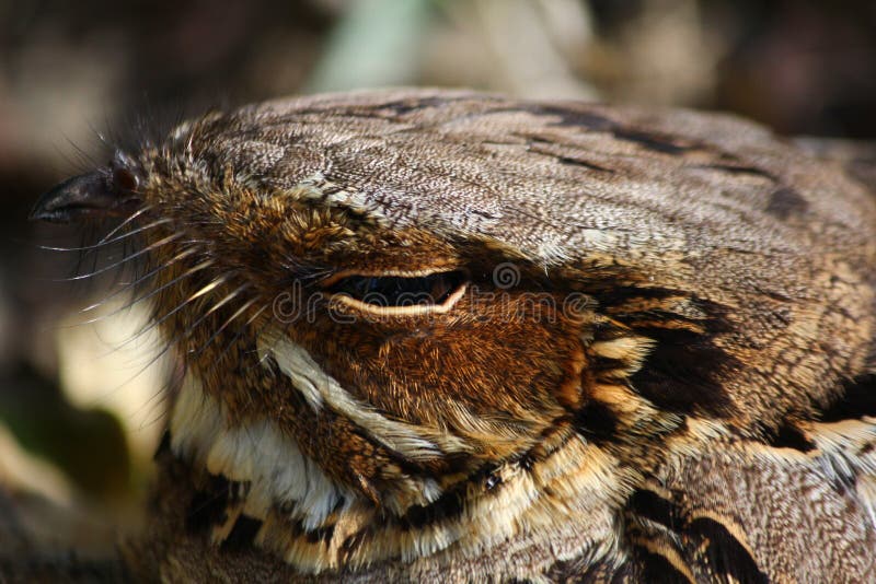 Large-tailed Nightjar stock image. Image of spends, largetailed - 90333751