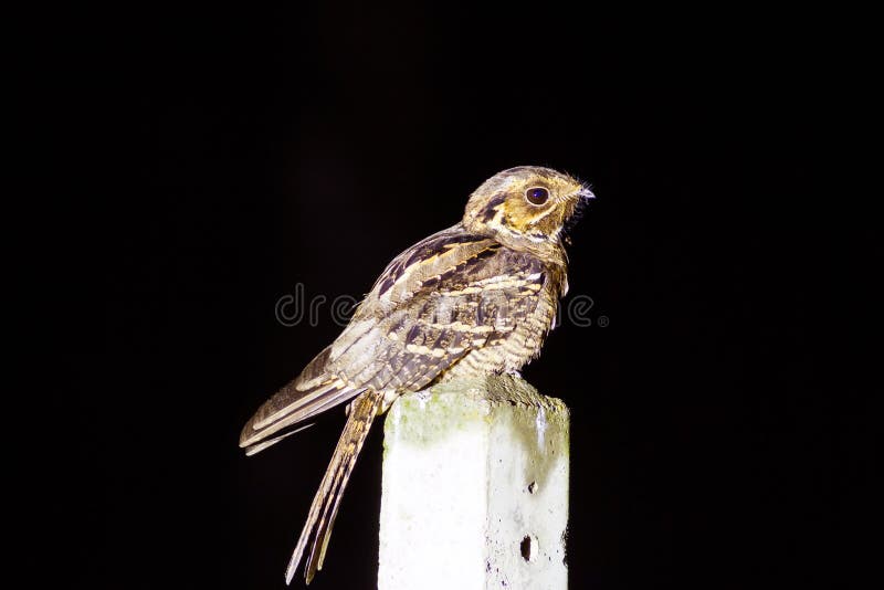 Large tailed nightjar stock photo. Image of taile, nightjar - 147744346