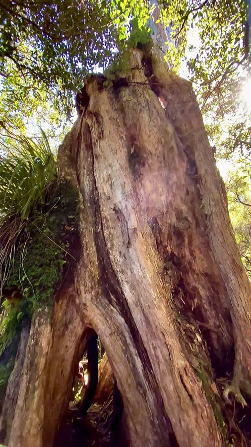 Large Tall Native Tree Trunk with Branches Stock Footage - Video of ...
