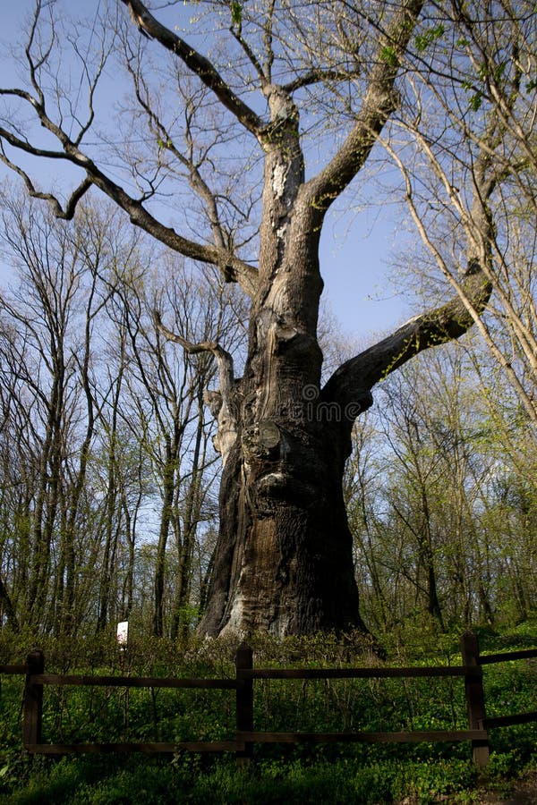 A Large Tall Oak that is Over a Hundred Years Old Stock Image - Image ...