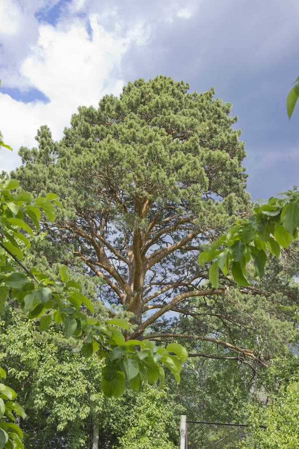 Large and Tall Pine Along with Other Trees on a Sunny Day Stock Image ...