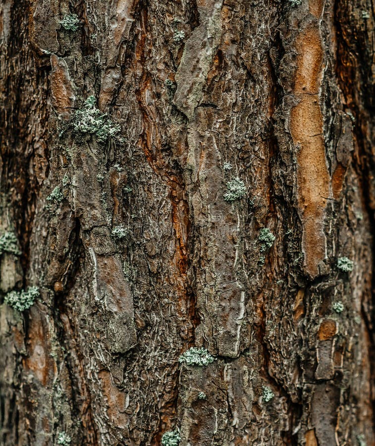Oak trunk with moss stock image. Image of trees, detail - 220013817