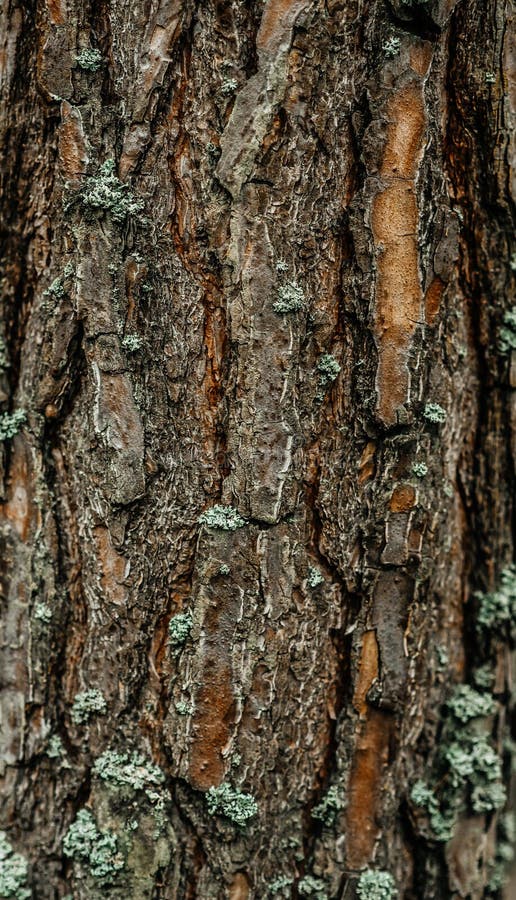 Large Tall Pine Bark Brown Tree Trunk Moss Stock Photo - Image of ...