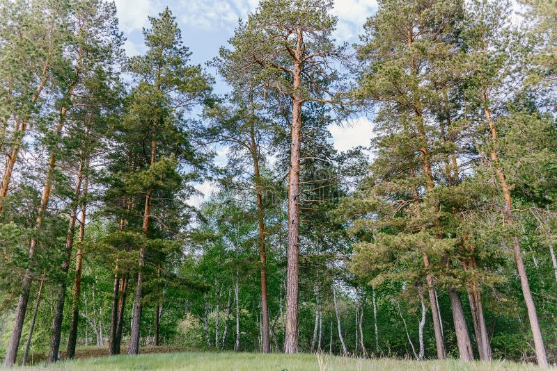 Large Tall Pine Trees in Summer Stock Image - Image of decoration, full ...
