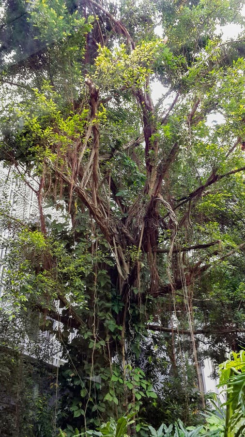 Large and Tall Tree with Dense Branches in the Tropical Area of the ...