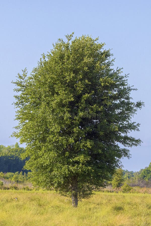 Large Tall Tree with Dense Leaves Surrounded with High Uncut Grass ...