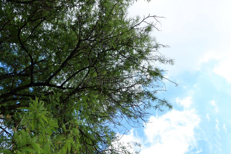 Large Tamarind Tree Branches Leaves in Outdoor Tropical Forest ...