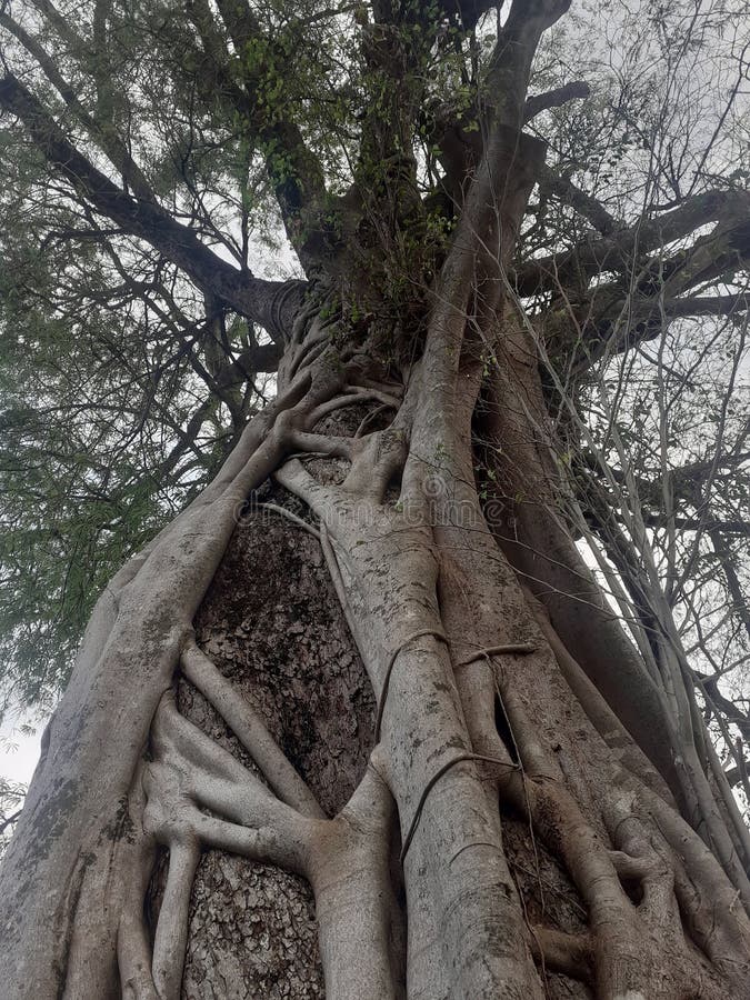 A Large Tamarind Tree Covered by a Banyan Tree Stock Photo - Image of ...