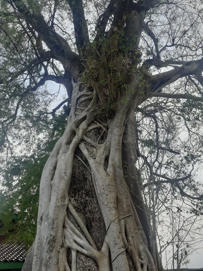 A Large Tamarind Tree Covered by a Banyan Tree Stock Image - Image of ...
