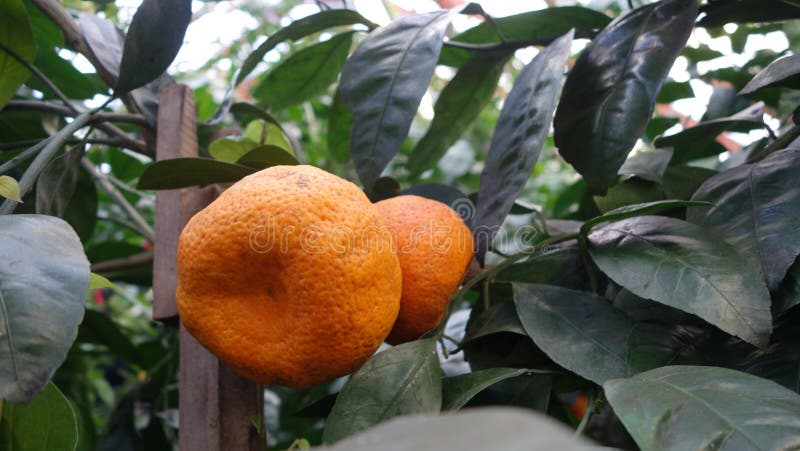 Large Tangerines on the Tree Stock Photo - Image of tangerines, orange ...