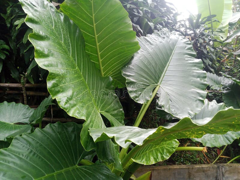 Taro Leaver Stock Photos - Free & Royalty-Free Stock Photos from Dreamstime