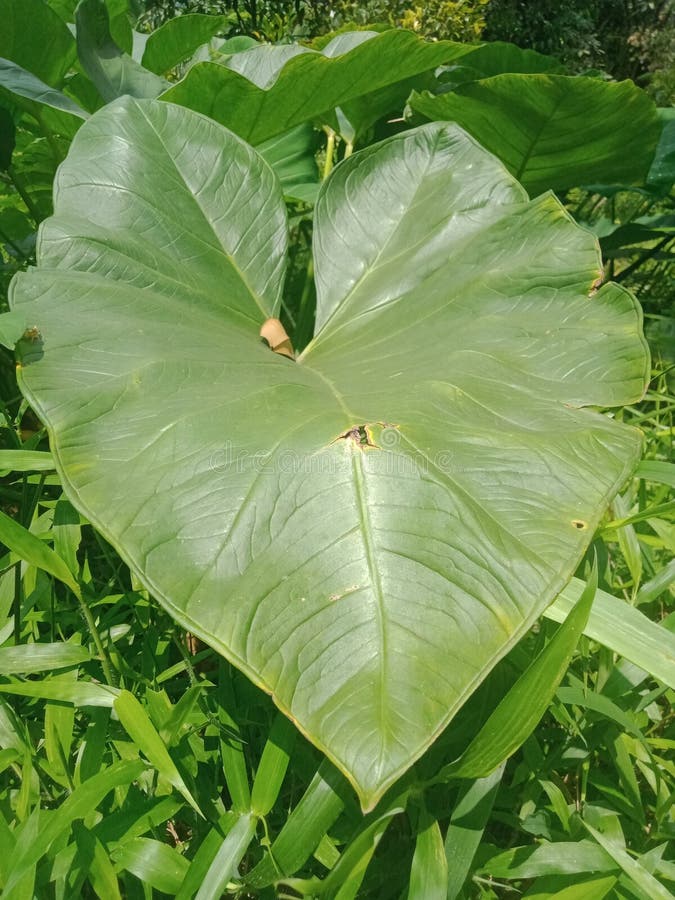 Large Taro Leavest that Grow in the Forest Stock Photo - Image of taro ...