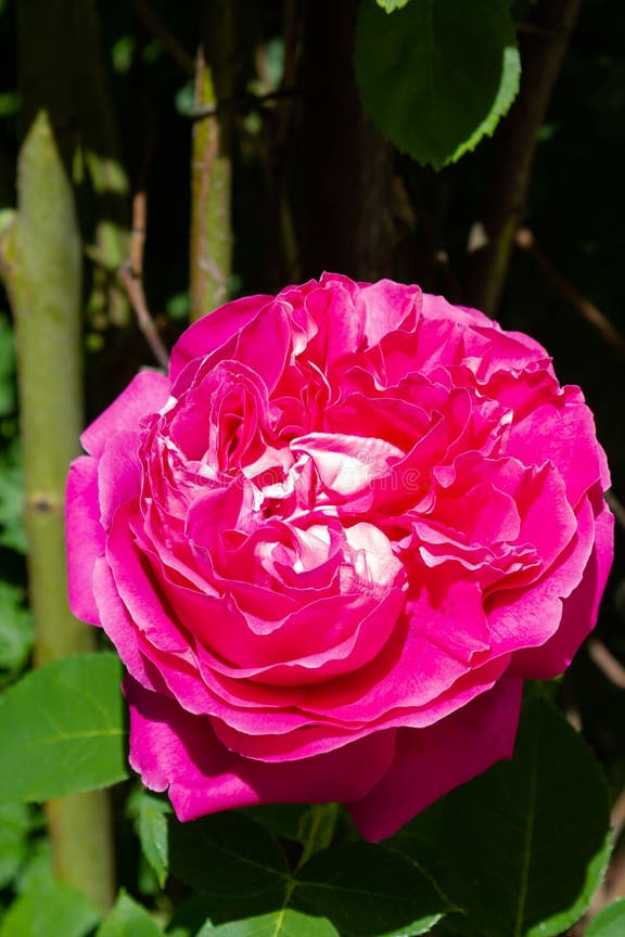 Large tea rose flower stock photo. Image of isolated - 150319356